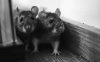 Mice & Rats On Boat? 8 Tips You Should Know (Easy Guide) | GoDownsize